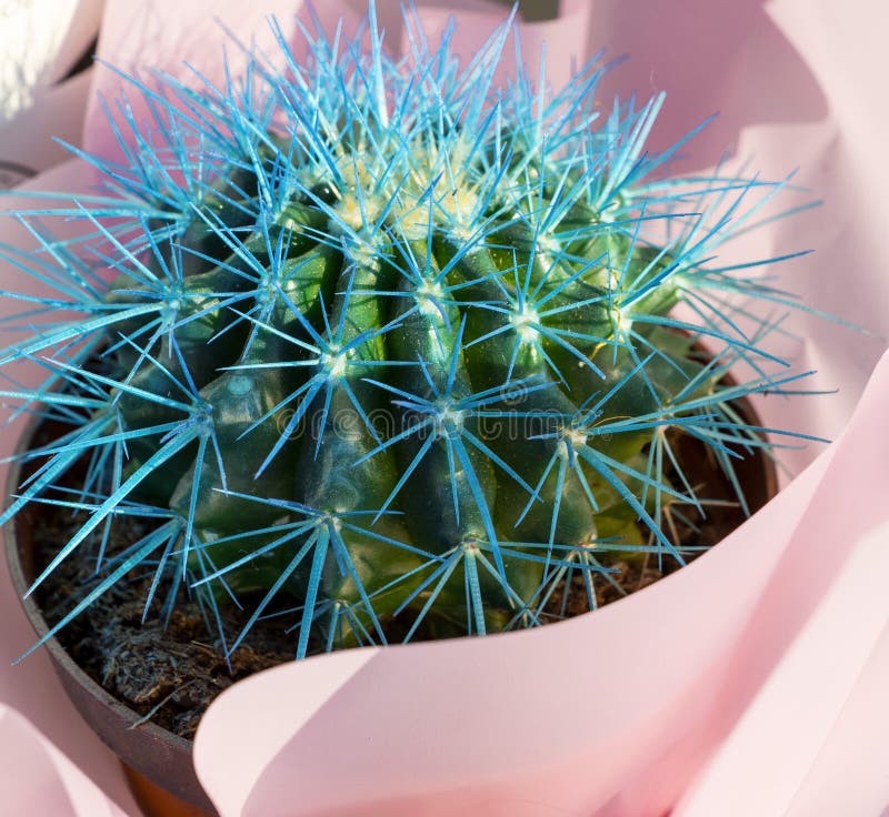 Blue cactus stock image. Image of autumn, harvesting - 116621543