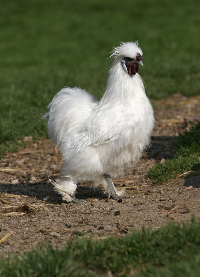 Proud and Cocky stock photo. Image of tame, chinese, bossy - 7106536