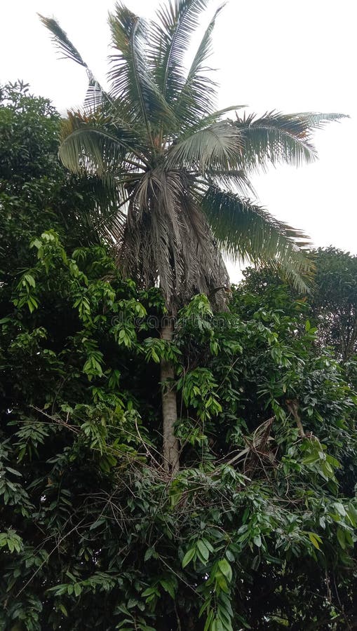 The Original Coconut Tree from Sumatra Oku Stock Photo - Image of ...