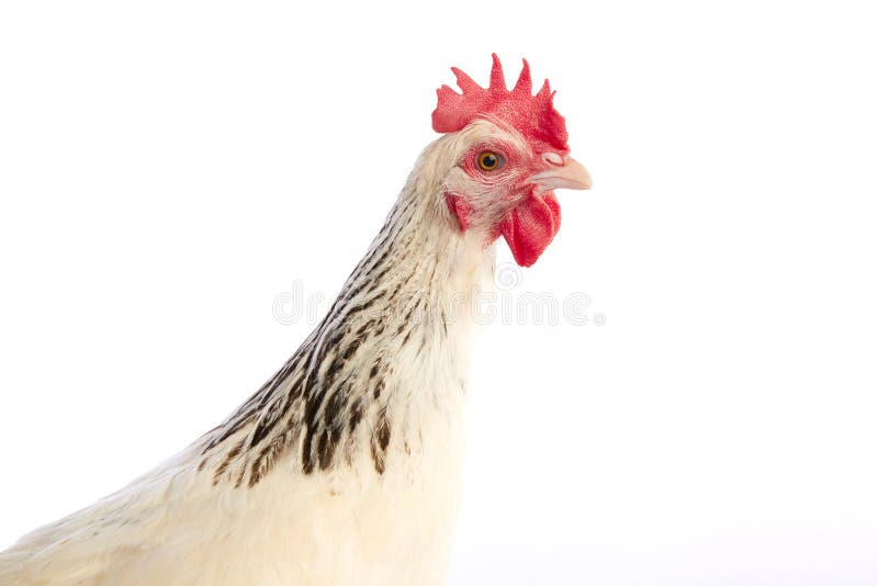 Original De Poule Du Sussex D'Angleterre Photo stock - Image du beau ...