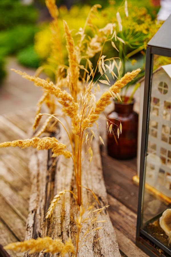 1,683 Original Corn Stock Photos - Free & Royalty-Free Stock Photos ...