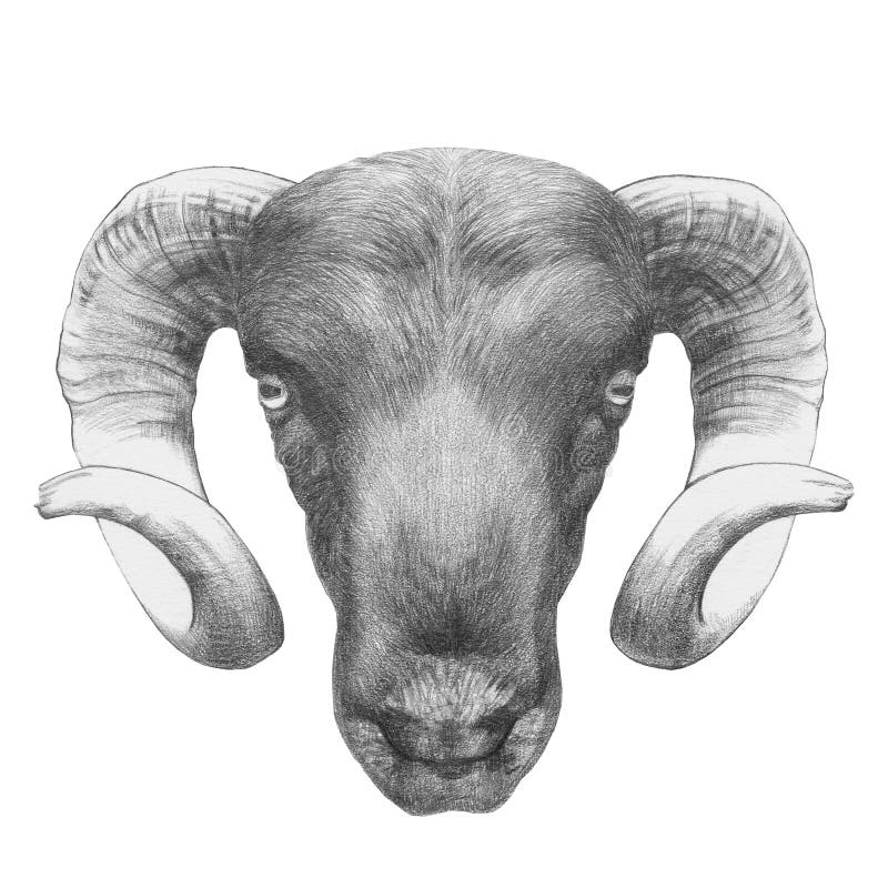 Original drawing of Ram. stock illustration. Illustration of beautiful ...