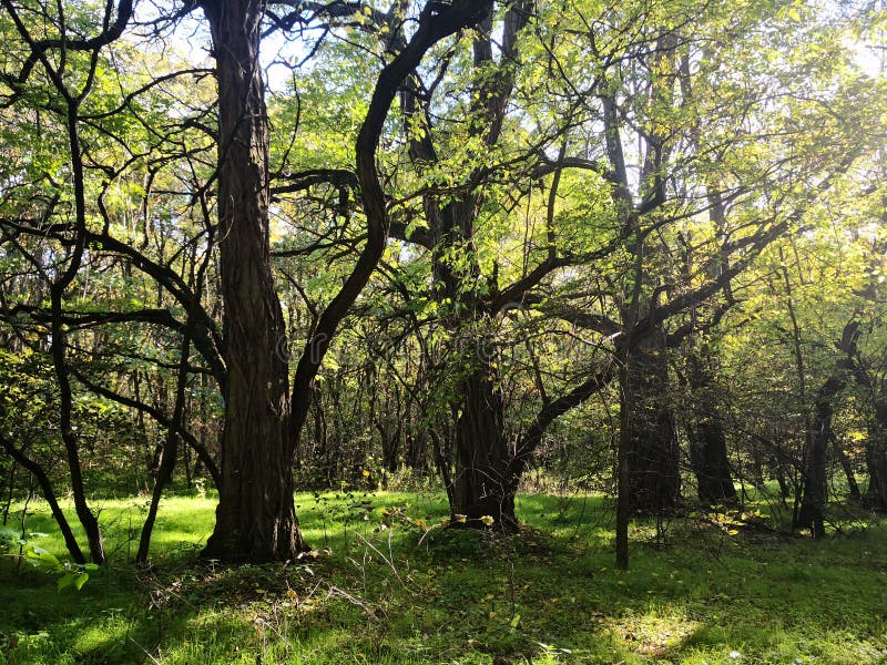 Original ecological forest stock photo. Image of autumn - 259610284