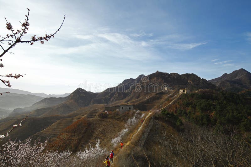 The Original Ecological Wall of Full of Apricot Flowers Stock Image ...