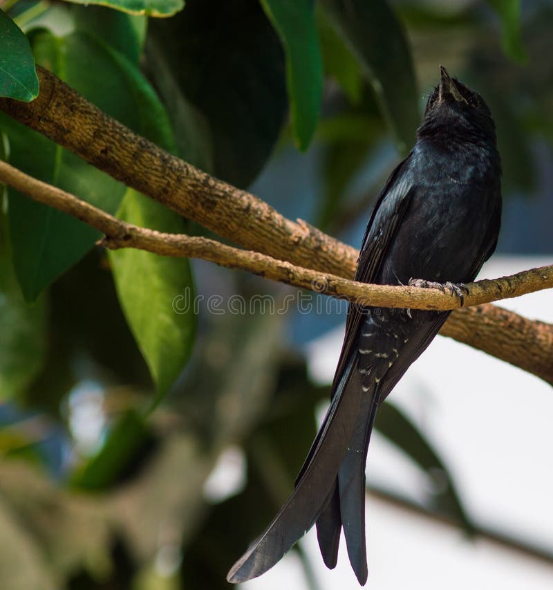 Jalak bird stock image. Image of original, jalak, bird - 123272163