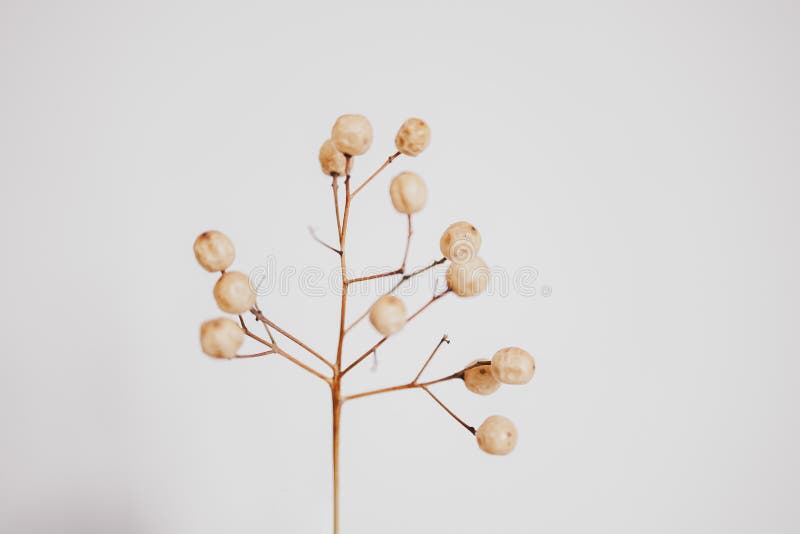 Original Exotic Autumn Tree Seeds on a Light Background Stock Photo ...