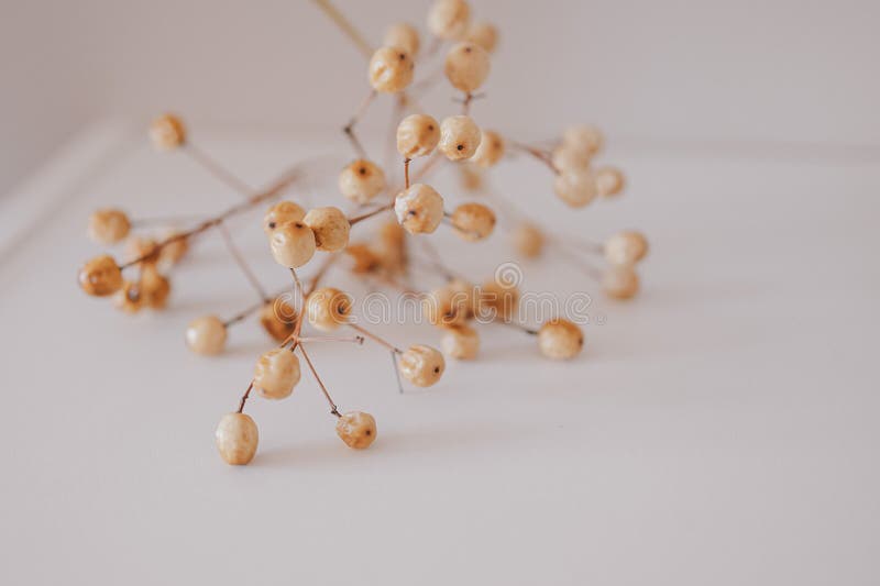 Original Exotic Autumn Tree Seeds on a Light Background Stock Photo ...