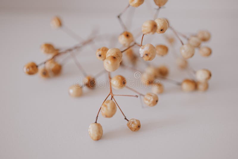 Original Exotic Autumn Tree Seeds on a Light Background Stock Image ...