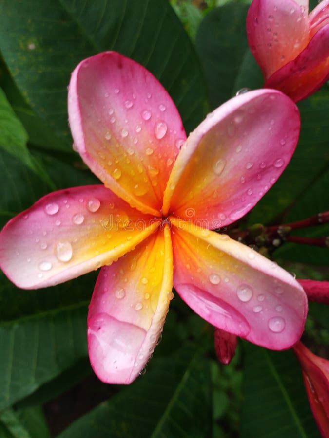 Original flower photos stock image. Image of botany - 245941883