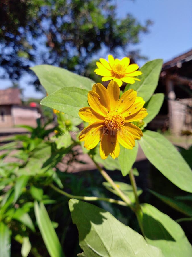 Original flower photos stock image. Image of botany - 245941883