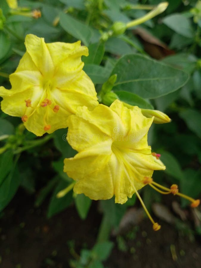 Original flower photos stock image. Image of houseplant - 245941895