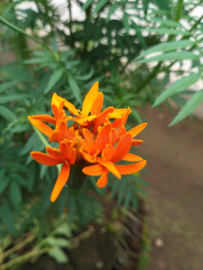 Original flower photos stock image. Image of houseplant - 245941895