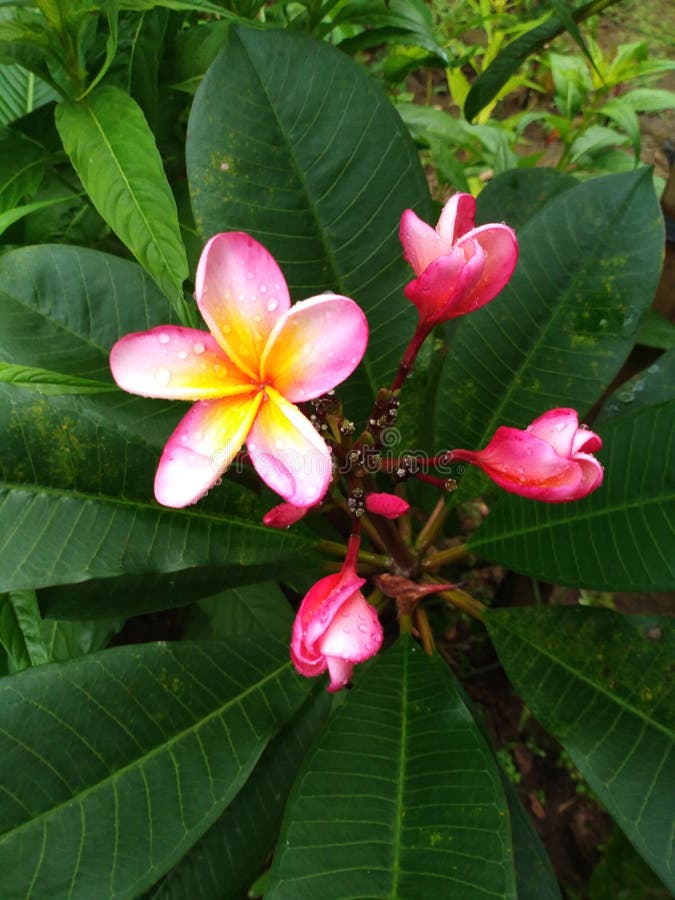 Original flower photos stock image. Image of graphic - 245941105