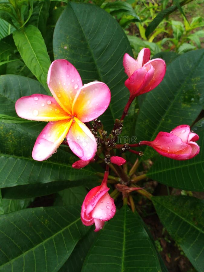 Original flower photos stock image. Image of botany - 245941883