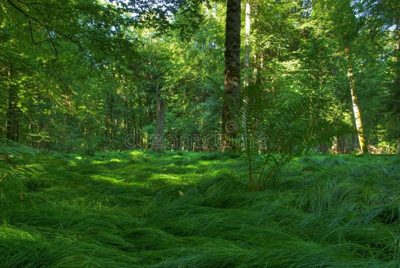 Original Forest in Bialowiesa Stock Photo - Image of forest, fragile ...
