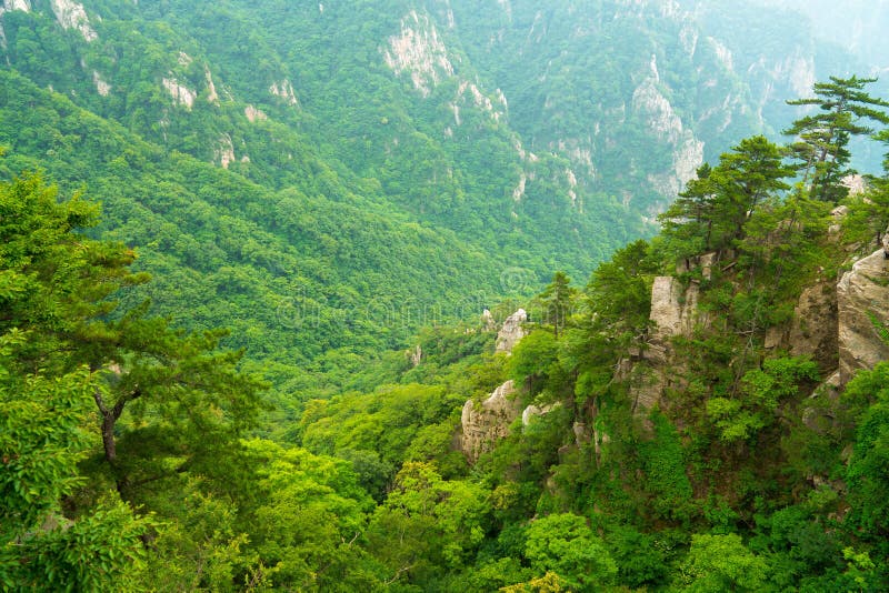 Forest reserve stock image. Image of gorges, trees, reserve - 107443363