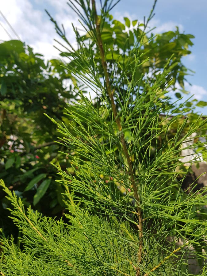 Original green leaf stock photo. Image of produce, larch - 222738662