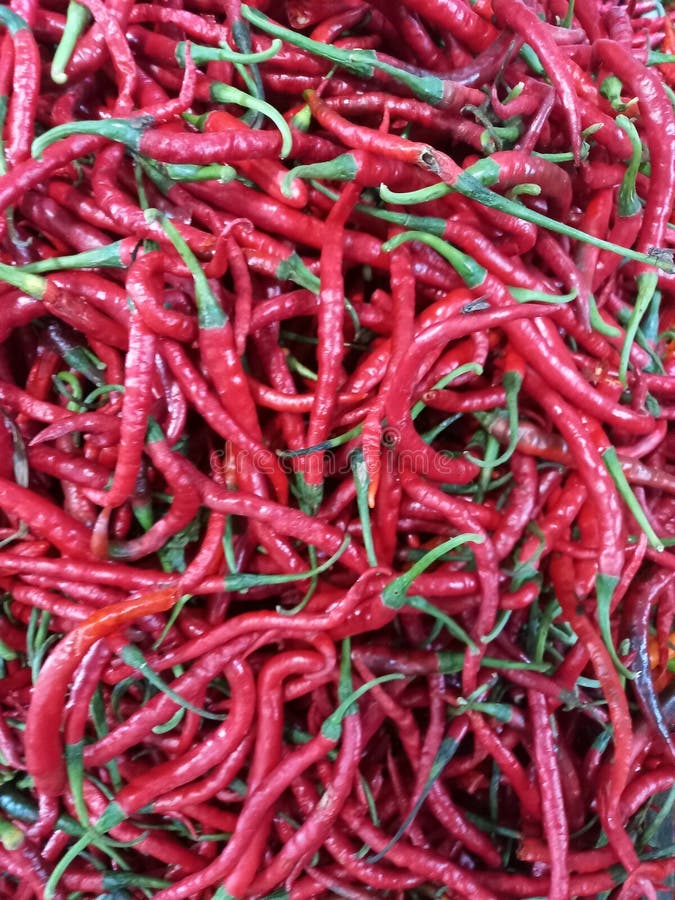 Original Indonesian Fresh Curly Red Chilli. Stock Photo - Image of ...