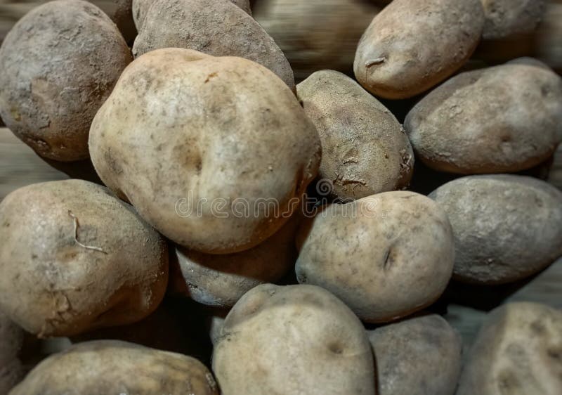 Original Large Potatoes from the Earth Stock Photo - Image of market ...