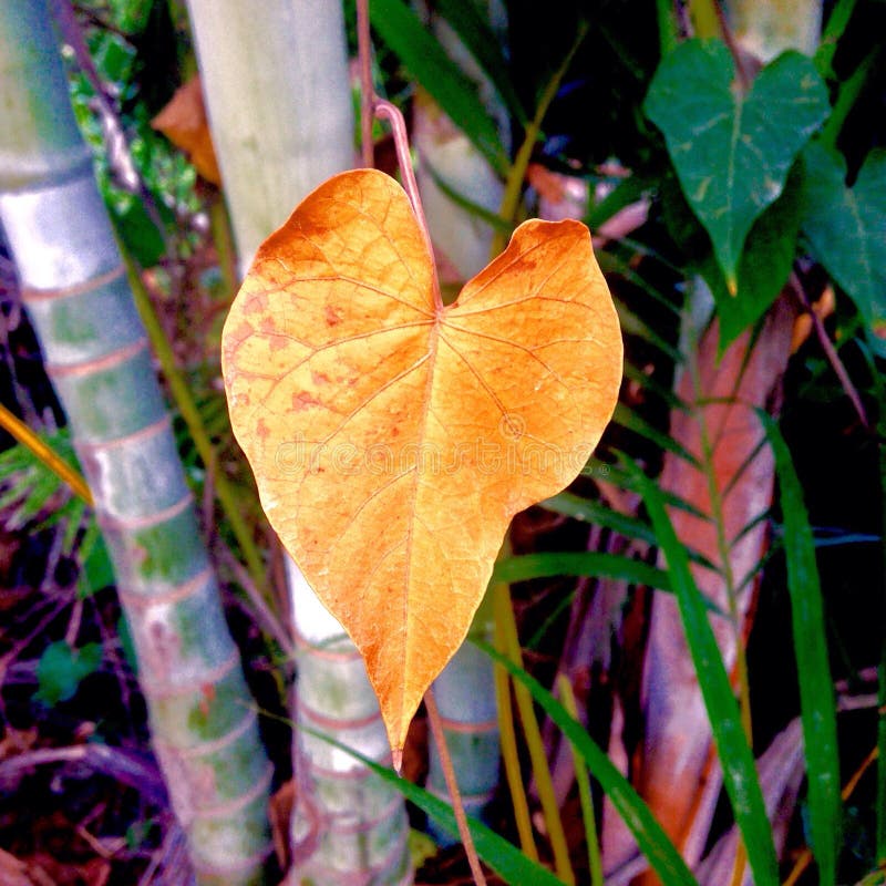 Original leaf stock image. Image of plant, leaf, original - 74101695