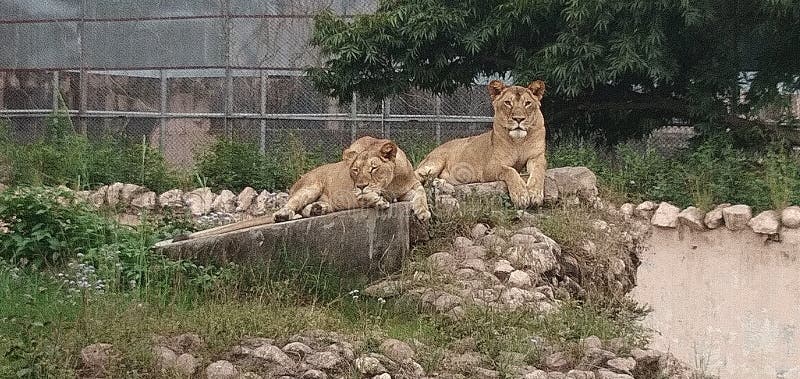 Original lion in forest stock photo. Image of carnivore - 182986210