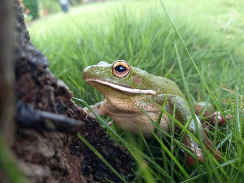 The Original Marauke Frog that Can Change Color Stock Image - Image of ...