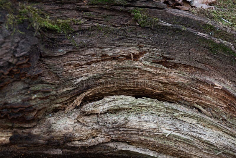 Texture of old tree trunks stock photo. Image of texture - 162610972