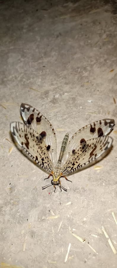 Original Nueva Prajati Titli Foto de archivo - Imagen de invertebrado ...