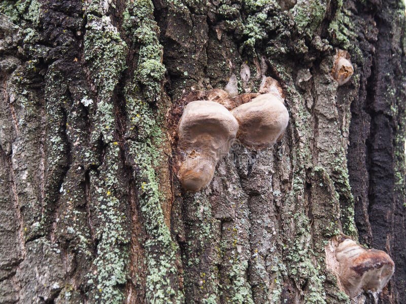Original Oak Wood Texture with Moss. Stock Photo - Image of bark ...
