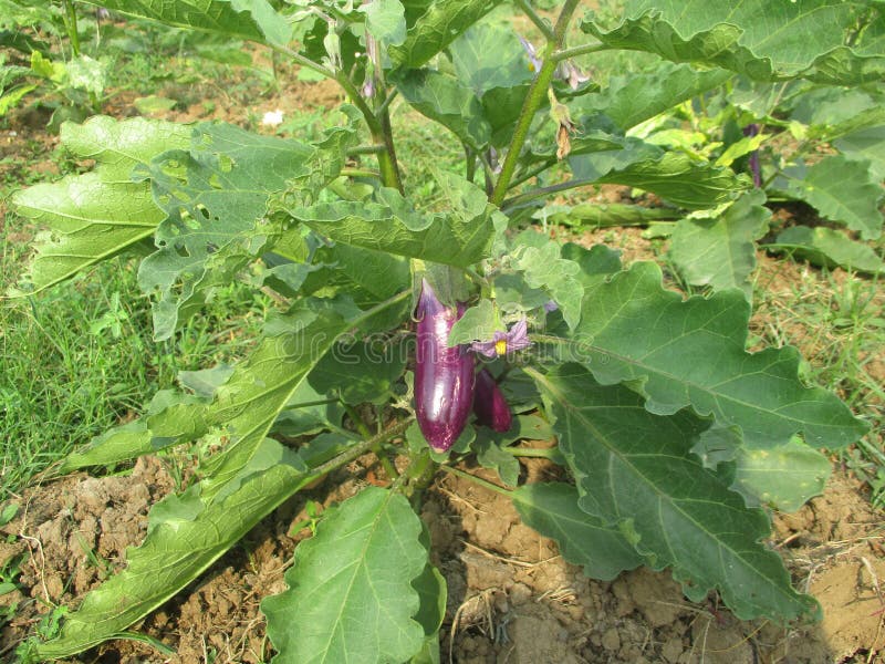 Original Photo of Eggplant and the Tree Stock Image - Image of herb, evergreen: 255279433