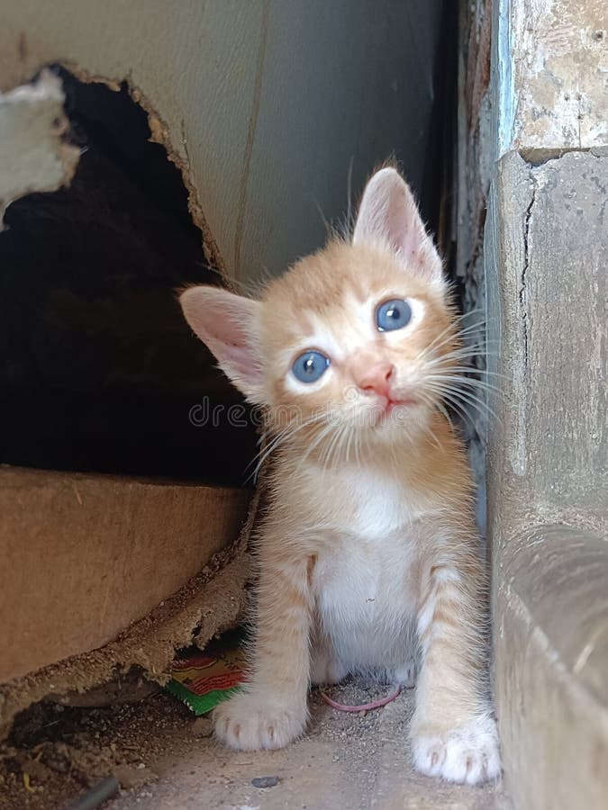 Original Photo of a Kitten from the Vivo Y75 Cellphone Stock Image ...