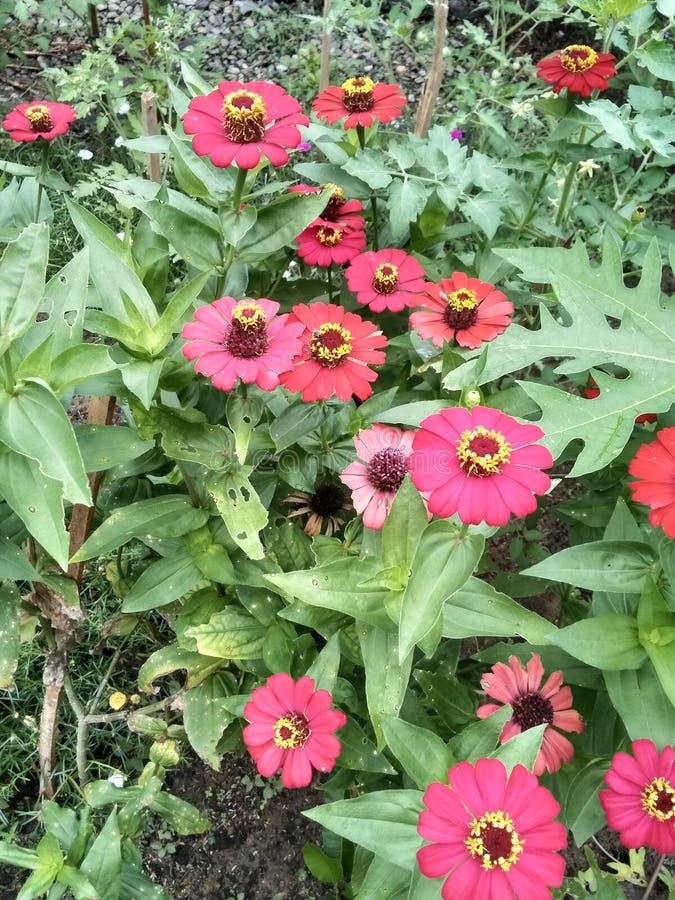 Original Photo of Pink Flower Stock Image - Image of flower, flowergood ...