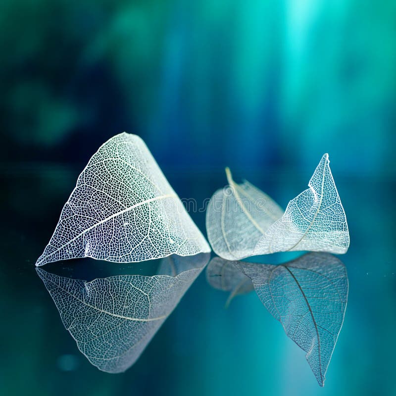 Original Photo of Skeletonized Leaves with Reflection on Turquoise ...