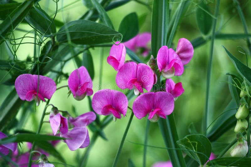Lathyrus. Pink flowers. stock photo. Image of clings - 206646548