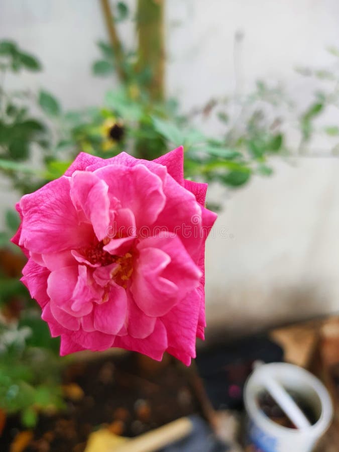 Original Pink Rose from Indonesia Stock Photo - Image of indonesia ...