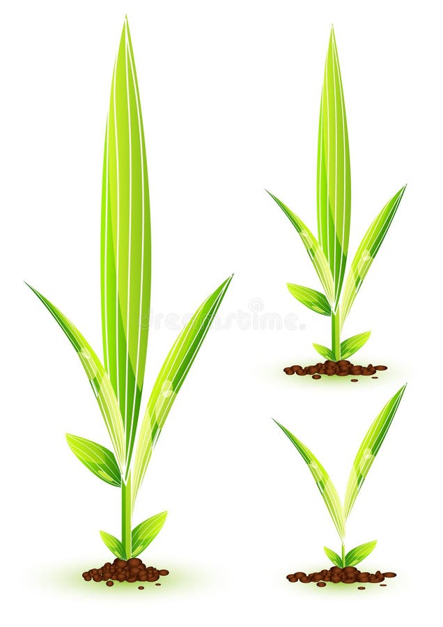 Original Plant Picture. Image: 7802802