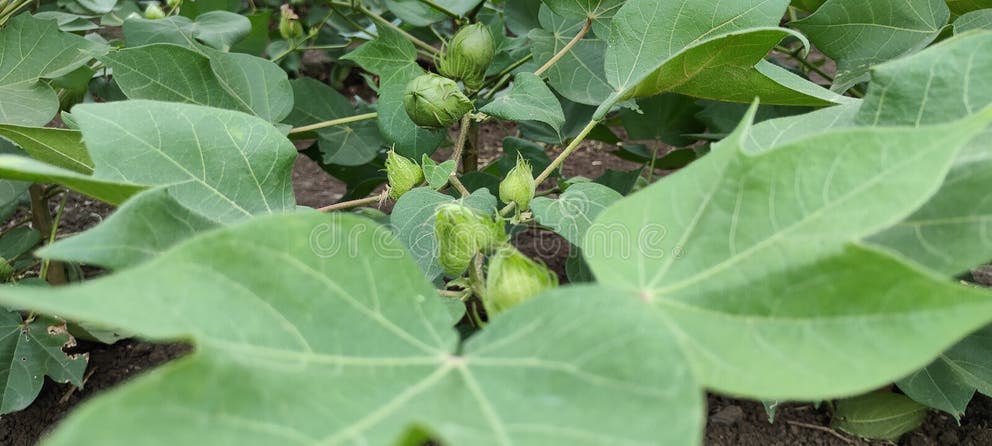 Original row cotton plants stock photo. Image of fruit - 254819286