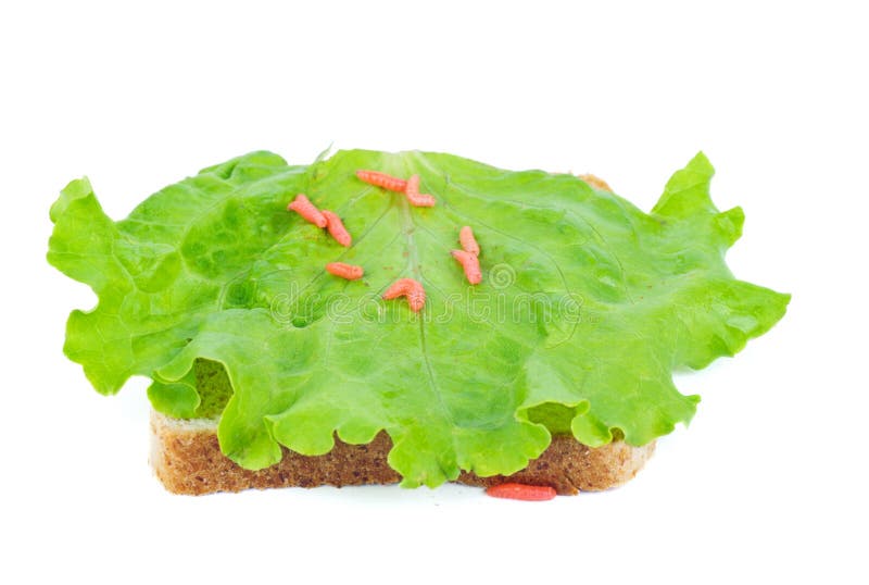 101 Disgusting Sandwich Stock Photos - Free & Royalty-Free Stock Photos ...