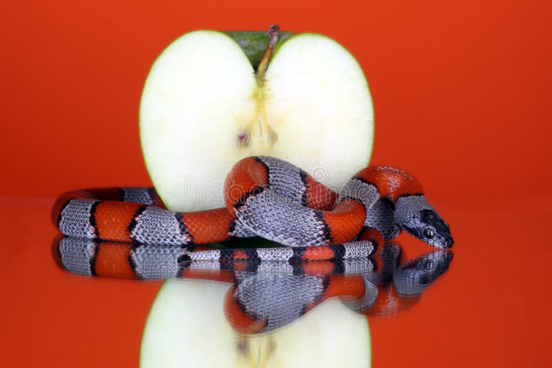 411 Sin Snake Stock Photos - Free & Royalty-Free Stock Photos from ...