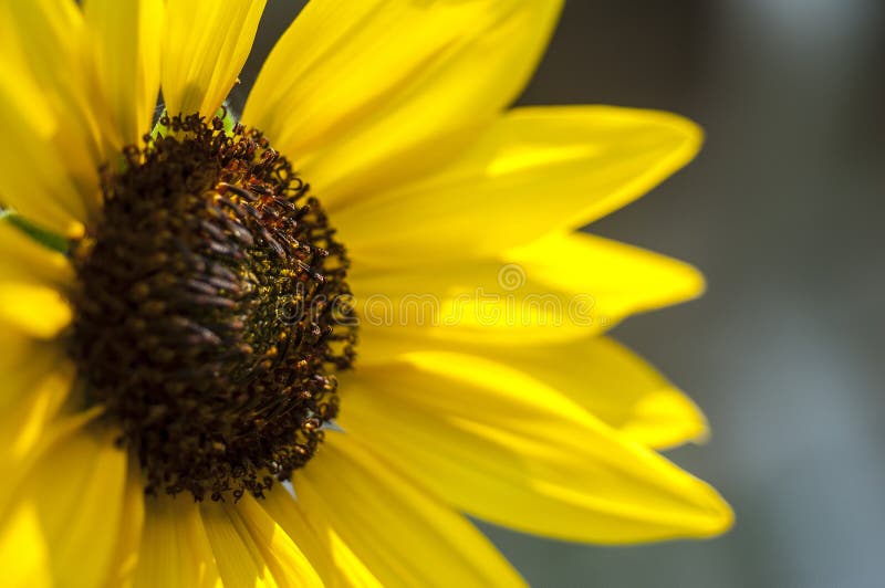 Original Sunflower in the Sunshine Stock Image - Image of flower ...