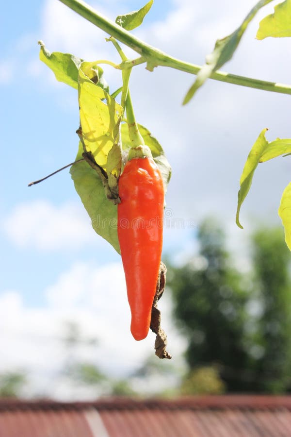Original Super Hot Red Chili, Wonosobo, Central Java, Indonesia Stock ...