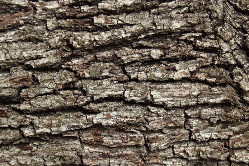Original Texture Background Bark Large Drawing Stock Image - Image of ...