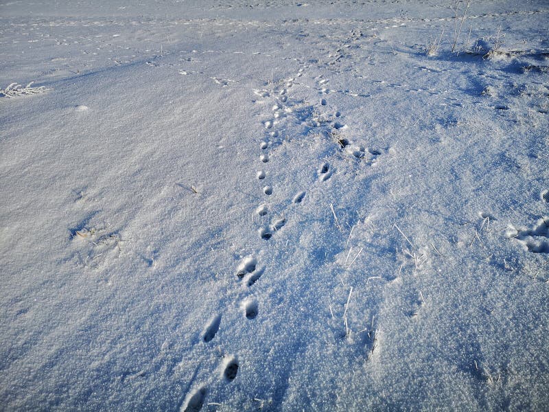 Original Textures of Snow, Branches, Soil Stock Photo - Image of ...