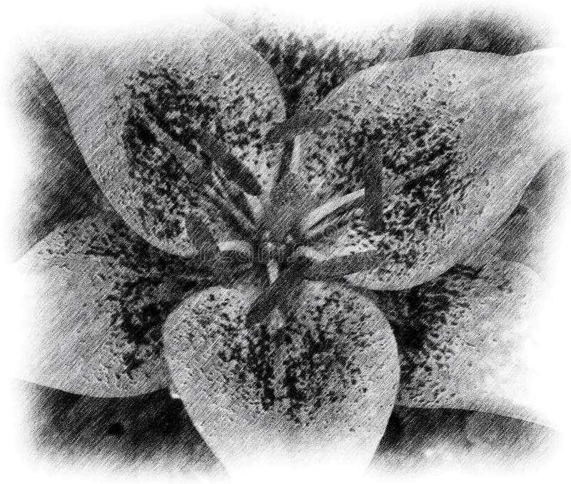 Original Unique Charcoal Artwork of a Garden Lily Stock Illustration ...