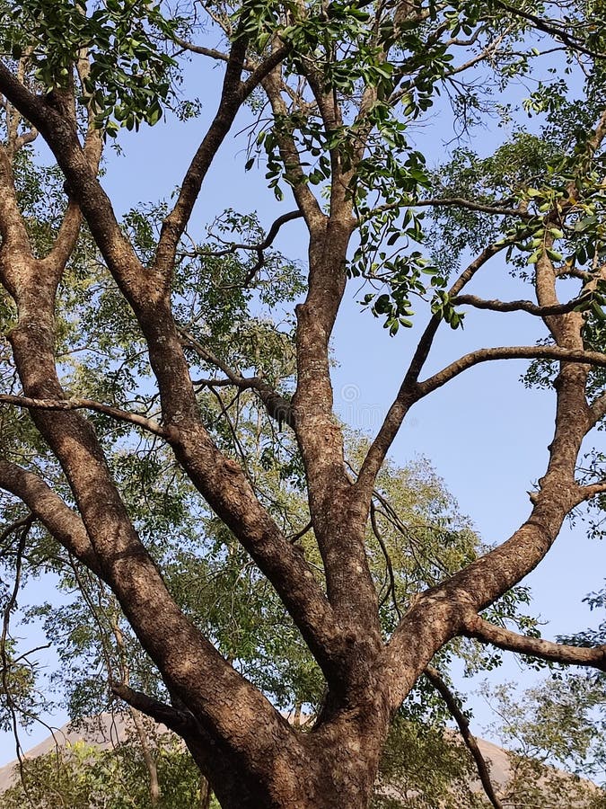 Original View of Tree Branch Stock Photo - Image of leaf, twig: 236296064