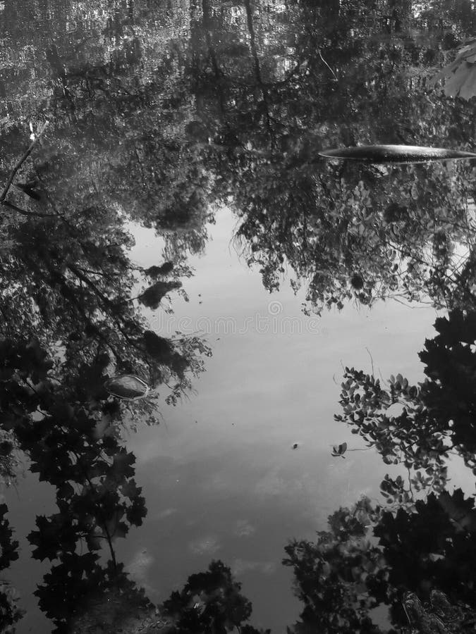 Reflection in the Forest Lake Stock Photo - Image of pond, park: 184346736