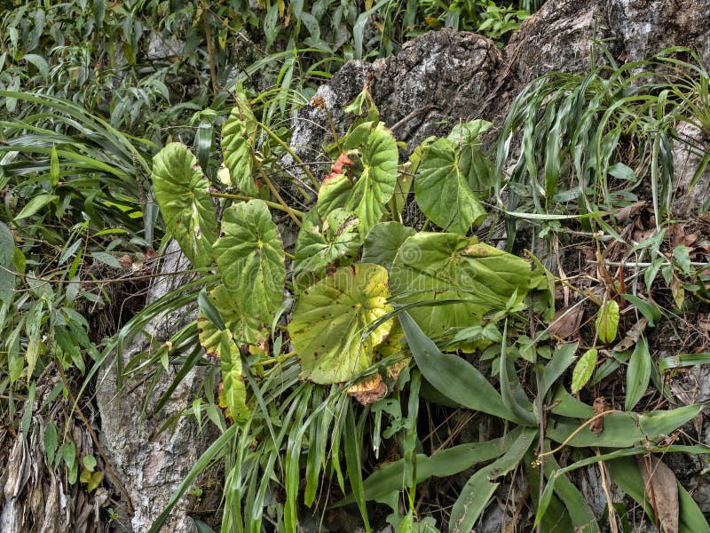 Wild Begonia Flower Growing at Machu Picchu Stock Image - Image of ...