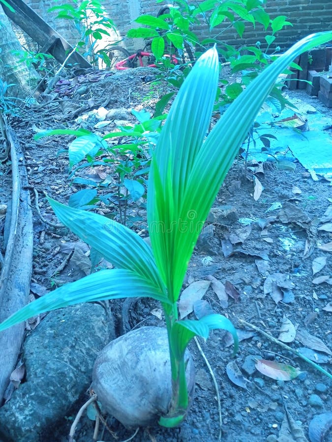 Original Young Coconut Shoots from Java Stock Image - Image of java ...