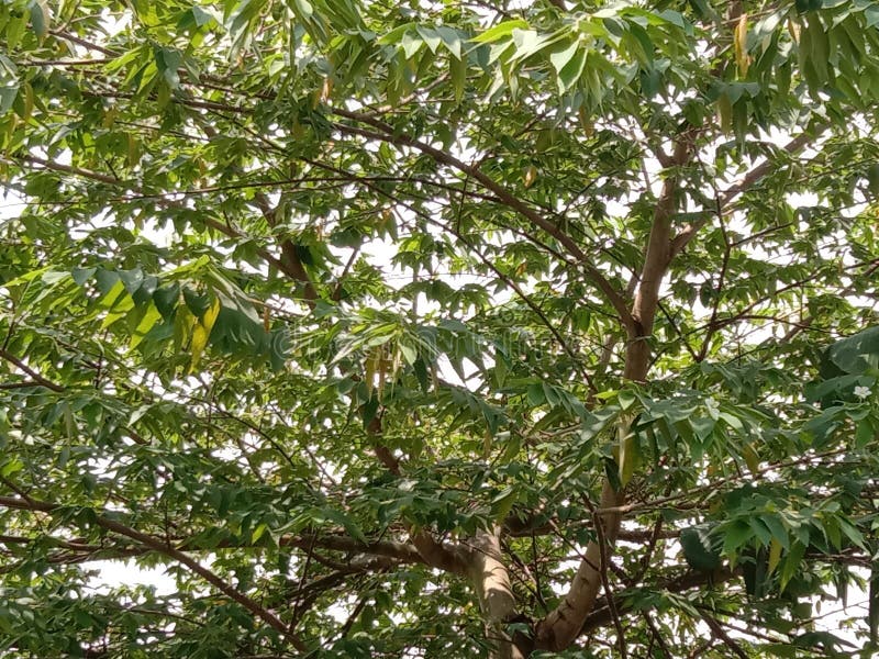 Originalblur/ the Greenery of a Series Tree in the Countryside? Stock ...