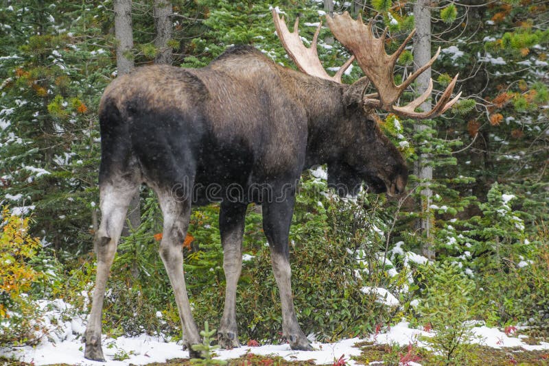 Orignaux de l'Alaska Bull photo stock. Image du nature - 22293694 Orignaux de l'Alaska Bull photo stock. Image du nature - 22293694